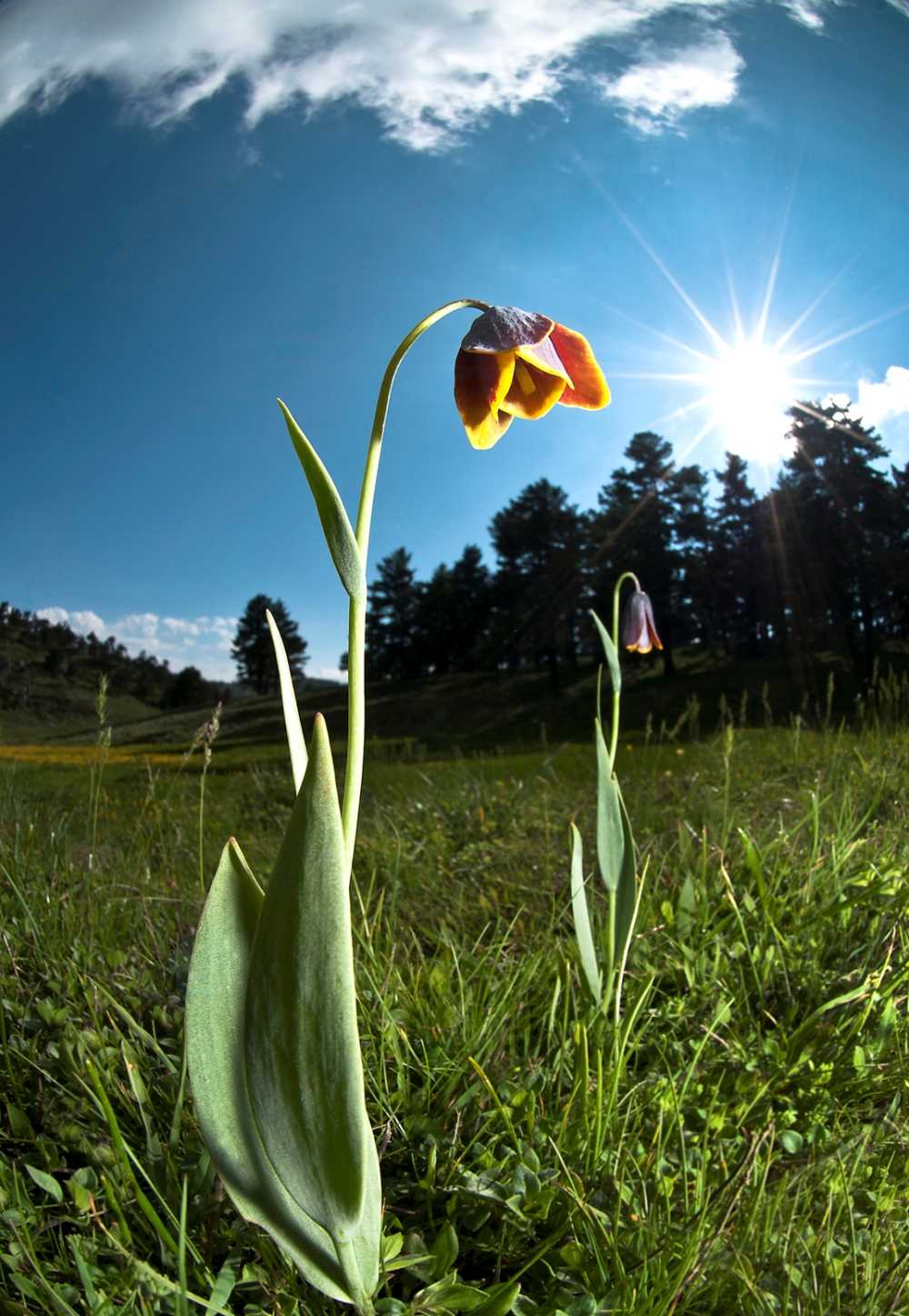 ters lale çiçekli yayla bozüyük fotoğraf ş ayhan tünel