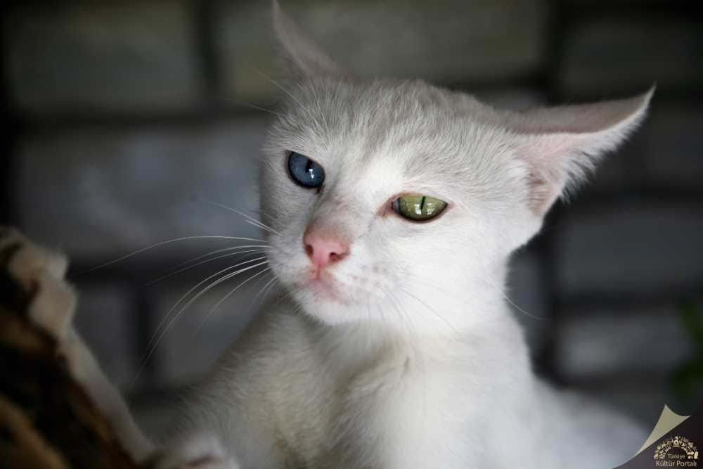 Van Kedisi - Kültür Portalı - Medya Kütüphanesi