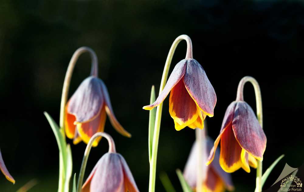 Endemik Bitkiler - Kültür Portalı - Medya Kütüphanesi