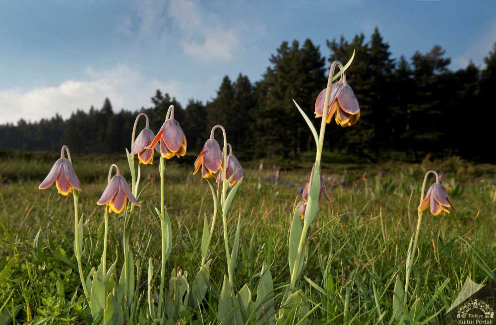 Endemik Bitkiler - Kültür Portalı - Medya Kütüphanesi