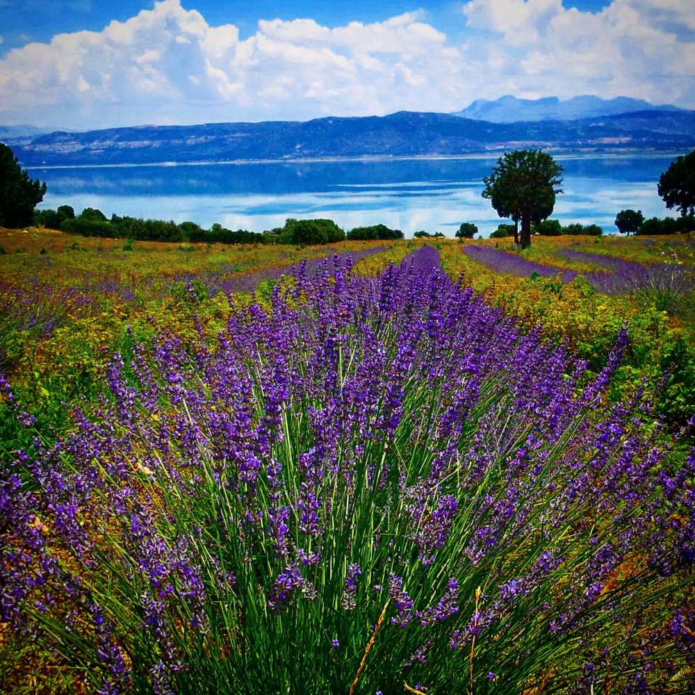 lisinia görsel sahibi müdürlük arşivi