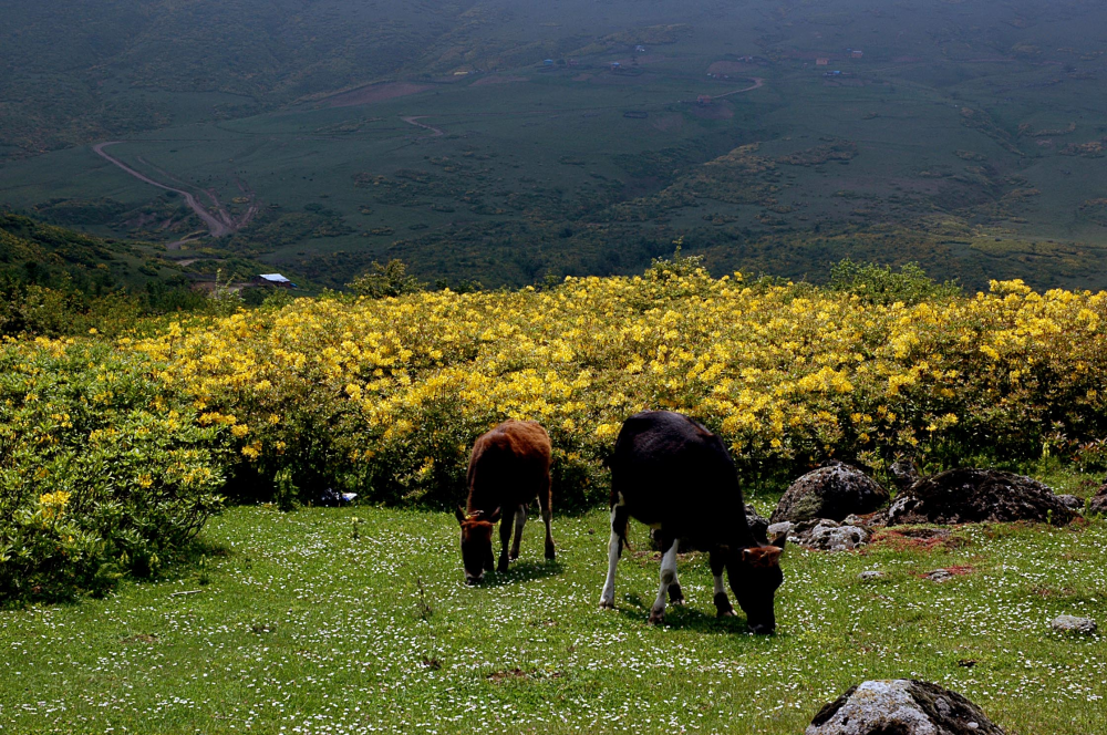 korgan yaylaları ve obaları korgan görsel sahibi ordu il kültür