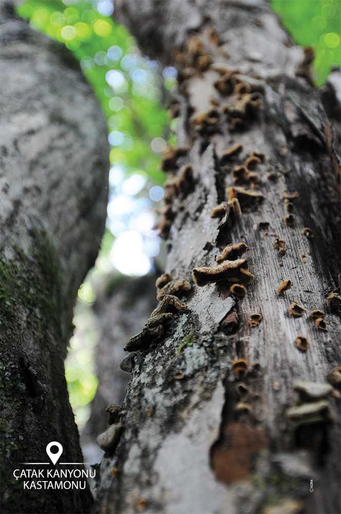 azdavay çatak kanyonu görsel sahibi kuzka kuzey anadolu kalkınma ajansı