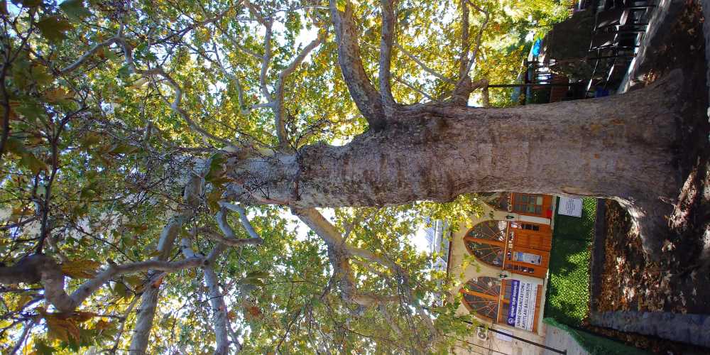 kurşunlu cami çınarı görsel sahibi yahya teksarı