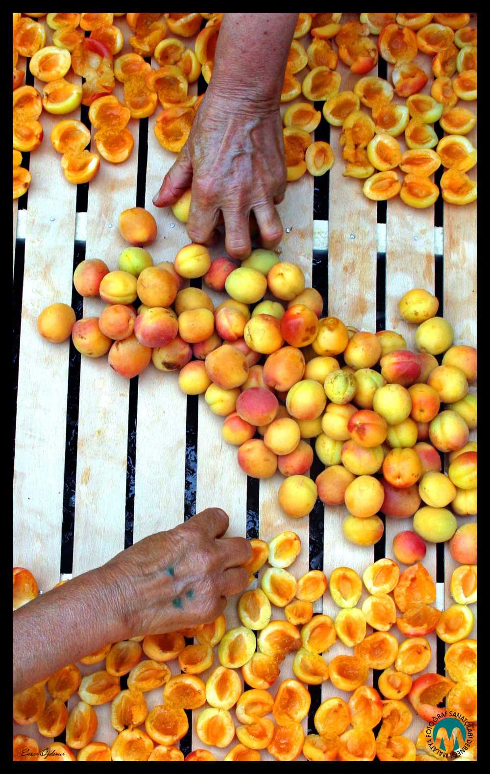 kayisi hasadi görsel sahibi malatya valiliği