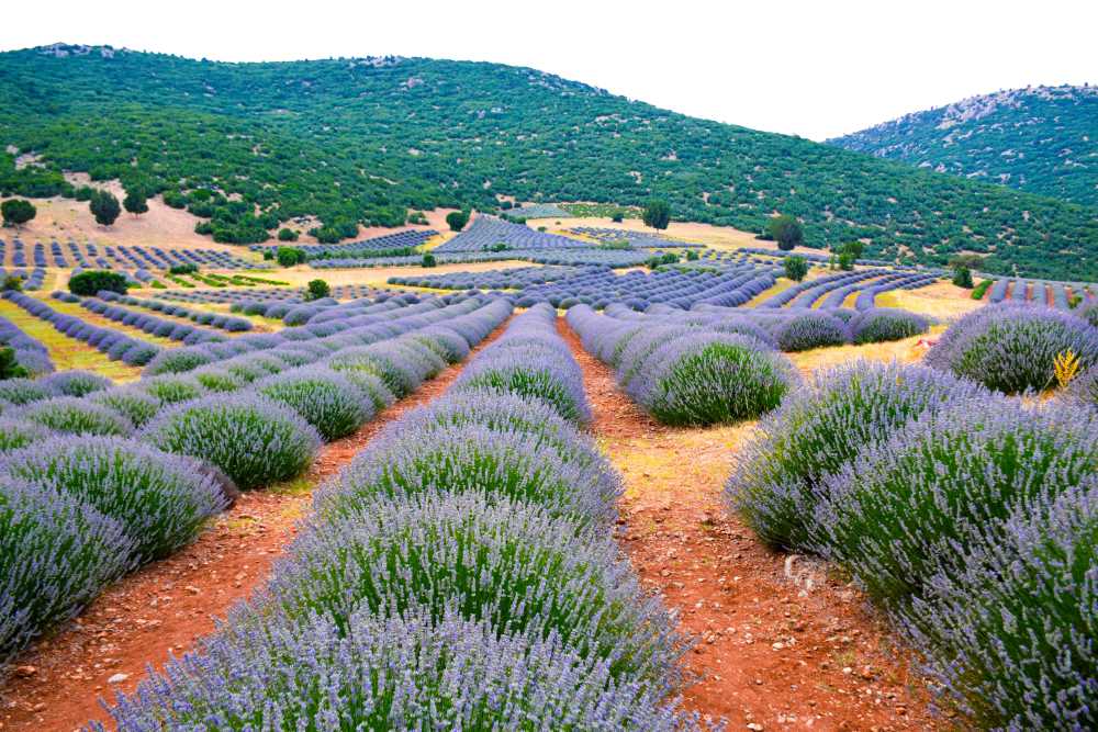 eresil yaylası görsel sahibi isparta il kültür ve turizm müdürlüğü