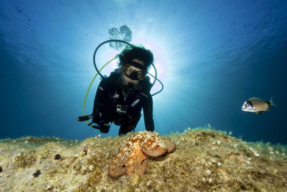izmir rüzgar altı dalış görsel sahibi türkiye turizm tanıtım ve ...