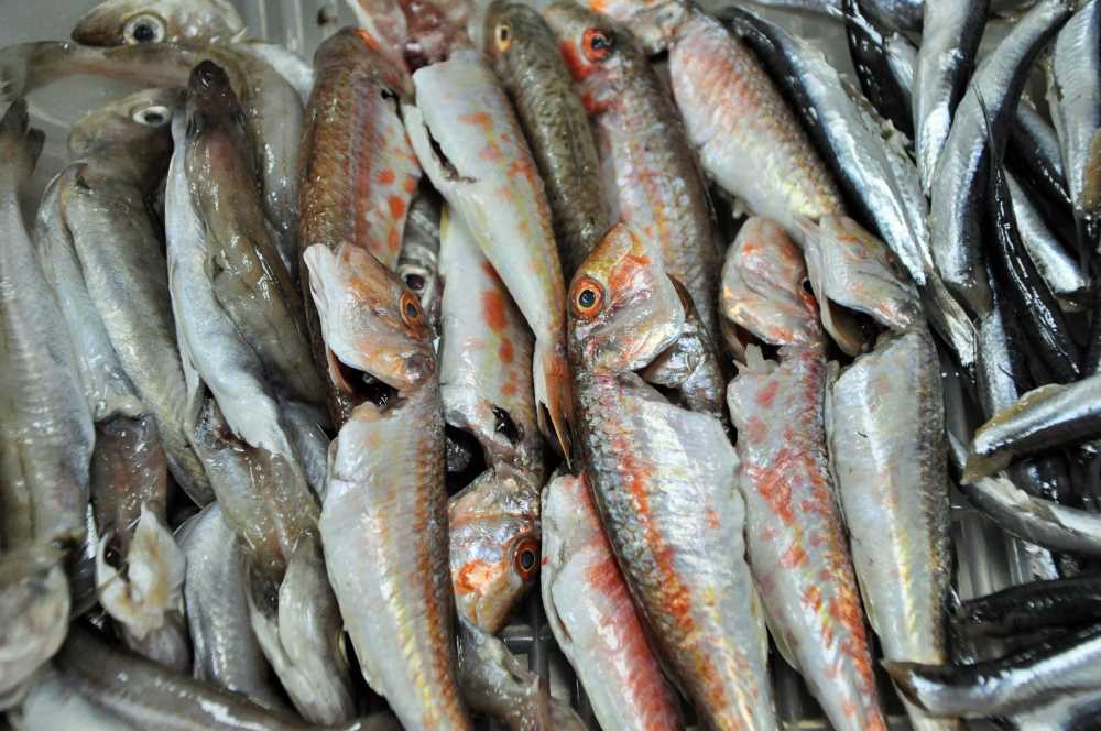 mezgit tava görsel sahibi düzce il kültür ve turizm müdürlüğü