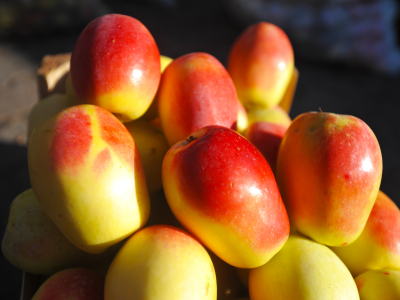 KAĞIZMAN UZUN ELMASI | Kültür Portalı