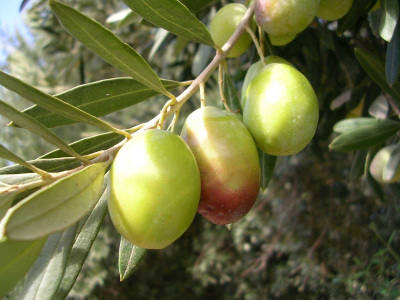 AKHİSAR DOMAT ZEYTİNİ | Kültür Portalı