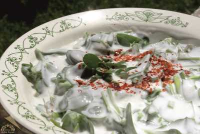 YOĞURTLU TEMİZLİK OTU